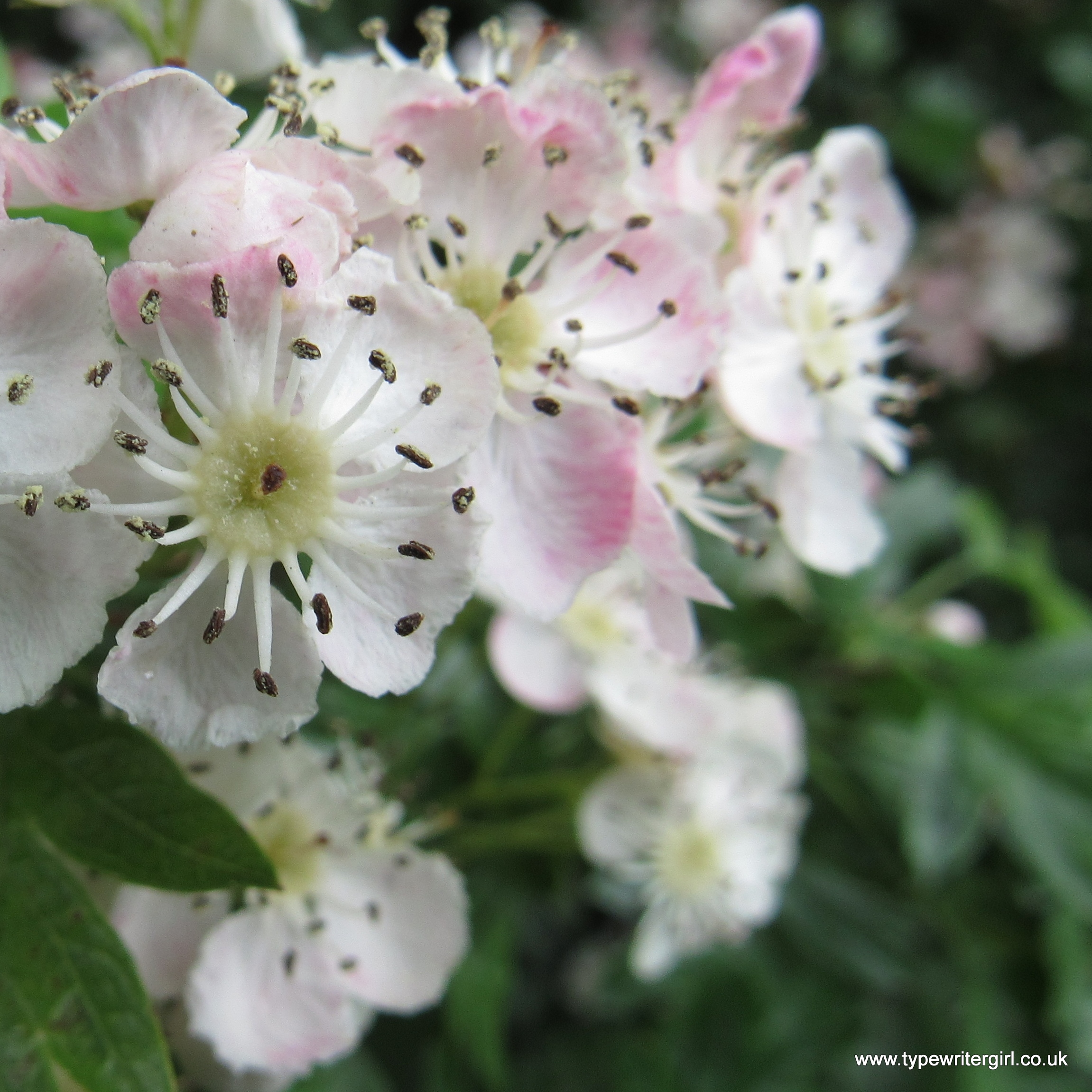 The May tree - Typewriter Girl