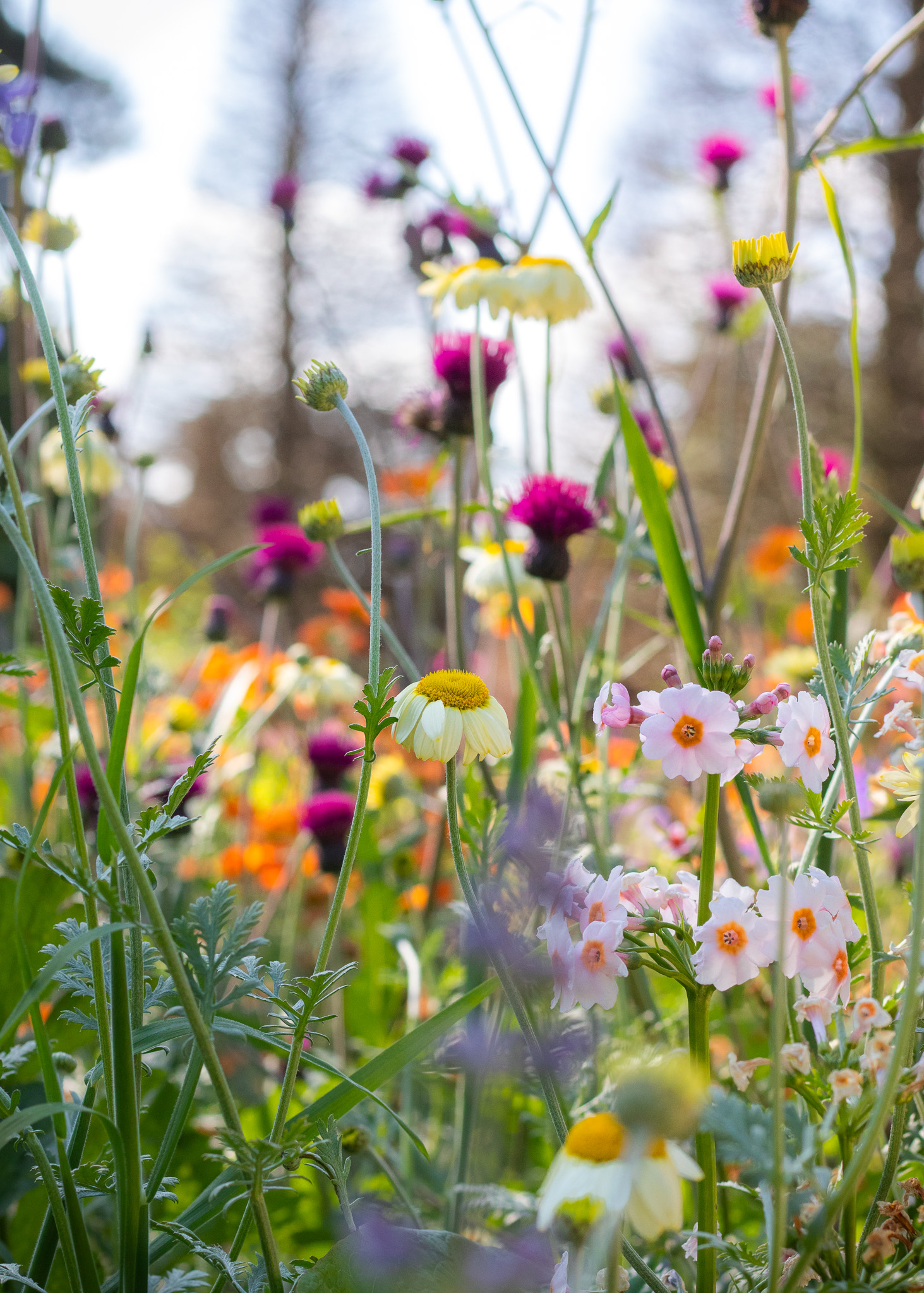 Spring medley greeting card - Typewriter Girl